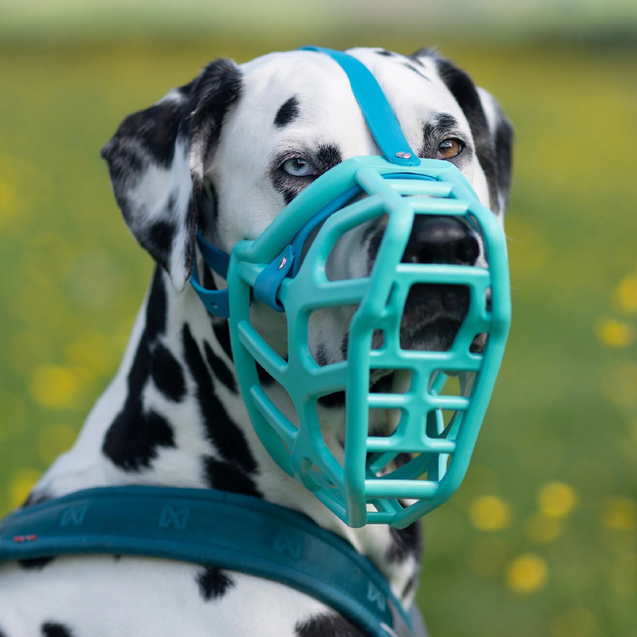 Head Strap – Humane Innovations